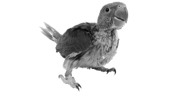 Beaky Goes To London | UKColumn